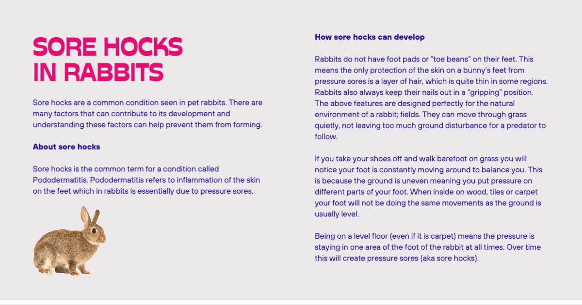 Sore Hocks in Rabbits